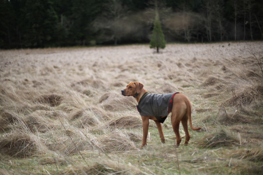 Filson Shelter Cloth Dog Coat | Backcountry.com