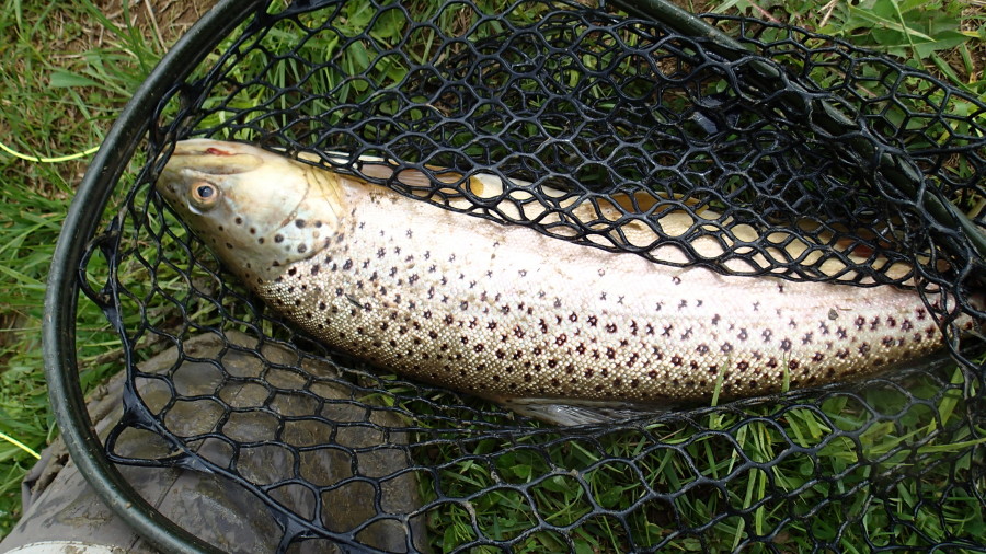 Fishpond Nomad Mid-Length Net | Backcountry.com