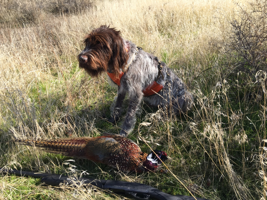 Filson Dog Chest Protector | Backcountry.com