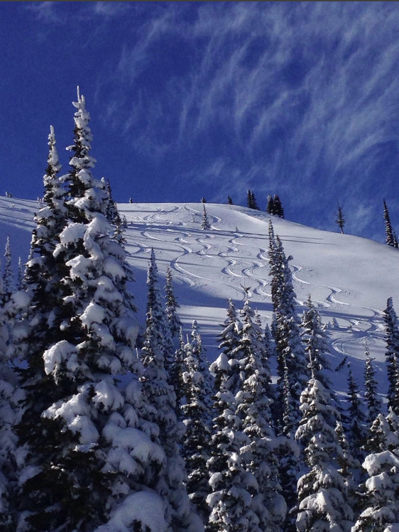 Tyrolia Ambition 12 Alpine Touring Binding | Backcountry.com